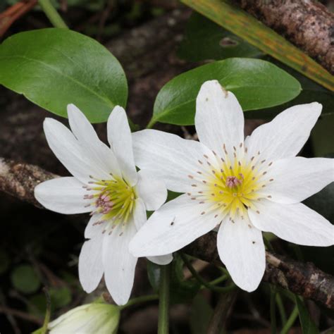 Puawhananga Clematis Paniculata Plant Care And How To Grow Water