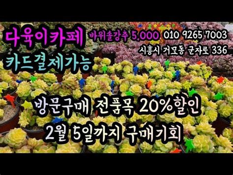 시흥다육이카페 카드결제가능 방문구매전품목20 바위솔중품강추 차우바니애 뫼비우스금 페러독스 아이시핑키 홍학 루비틴트 YouTube