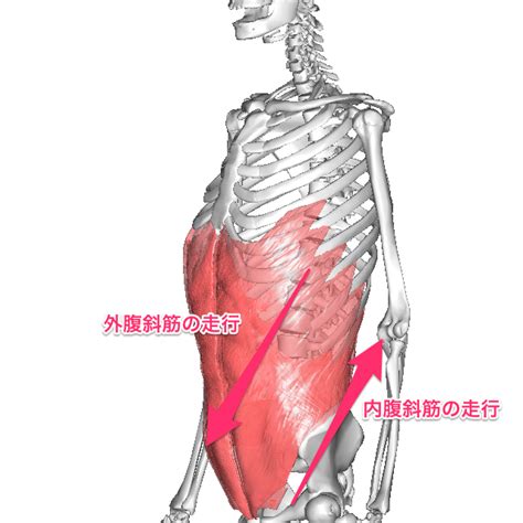 『左右の肋骨の高さが』 名古屋市千種区の整体院 Good Body｜筋膜リリース・肩こり・腰痛・姿勢改善・ランナーケアも対応