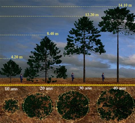 19 Best How To Age A Tree Images On Pinterest Plants Botanical Illustration And Forests