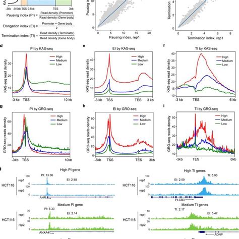 Dynamics Of Transcriptionally Engaged Rna Pol Ii Download Scientific