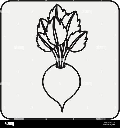 Fresh Beet Vegetable Icon Vector Illustration Graphic Design Stock Vector Image And Art Alamy