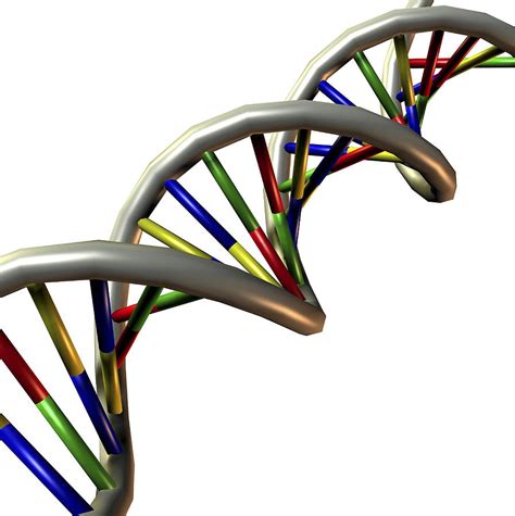 Dna Molecule Photograph By Friedrich Saurer Fine Art America