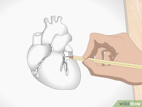 How To Draw A Human Heart An Easy Step By Step Guide