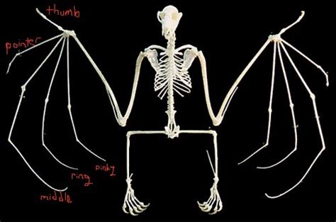 Bats An Anatomy Guide For Artists And Animators Awen