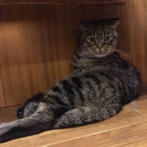 2024喵园猫主题咖啡厅撸猫猫咖 国贸店 美食餐厅 服务态度猴猴 赞 去哪儿攻略