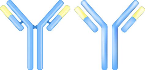 Epitop Bilder Bläddra Bland 296 Stockfoton Vektorer Och Videor