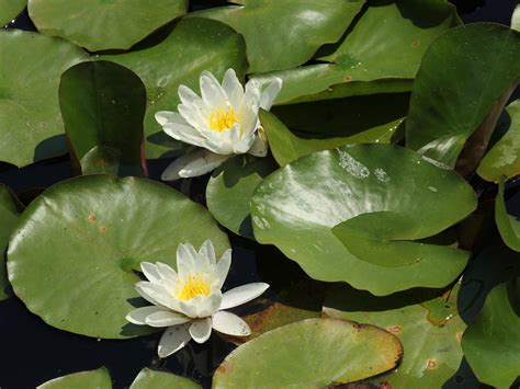Nymphaea Odorata Nymphaeaceae