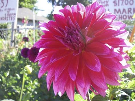 Raspberry Punch Old House Dahlias