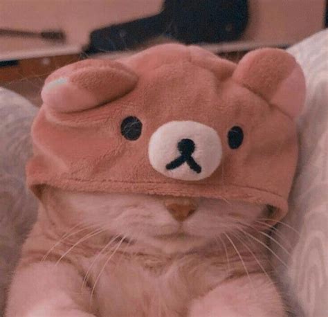 Aesthetic Cat Pfp With A Cat Wearing A Rilakkuma Hat