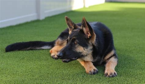 Artificial Grass Maintenance And Care Services Synlawn