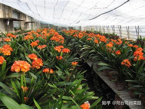 给君子兰换盆，3个“情况”要注意，不然，换了也白换 知乎