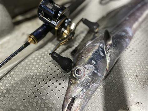 鹿児島・錦江湾テンヤタチウオ釣りで160cmオーバーのドラゴン堂々浮上 Tsurinews