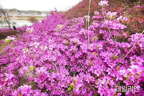 포토 시흥시 진분홍빛 물결 넘실대는 오난산으로 오세요