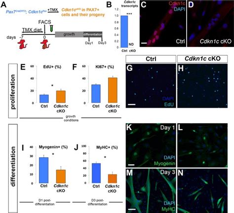 Figures And Data In Cellular Localization Of The Cell Cycle Inhibitor