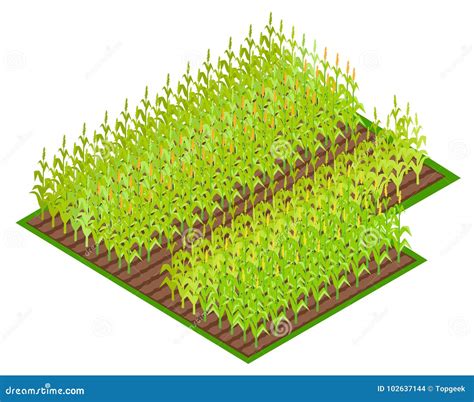 Field With Growing Corn Crops Vectoi Illustration Stock Vector