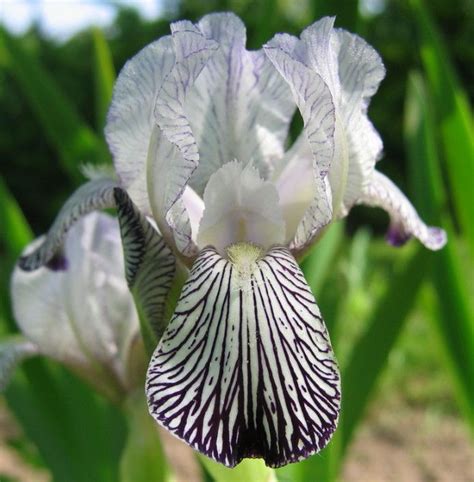 Iris Variegata Regina Iris Garden Iris Flowers Exotic Flowers