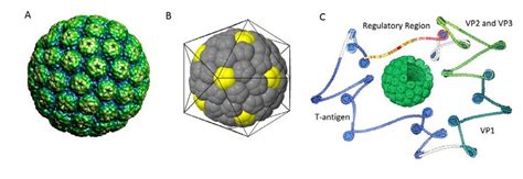 The Structure Of Capsid For Sv40 A The Surface Overview Of Sv40