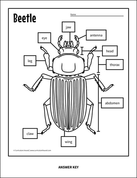 Beetle Labeling Diagram Label An Beetle Parts Of An Insect Worksheet