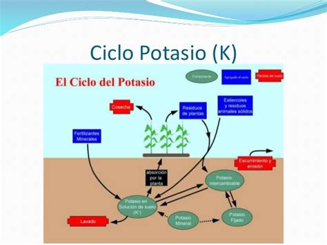 23 Ciclos Biogeoquímicos Desarrollo Sustentable