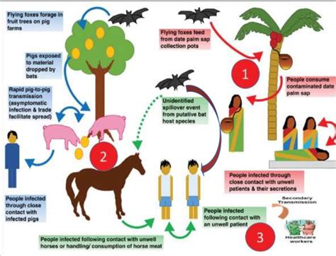 26 Nipah Virus Bs0005 One Health