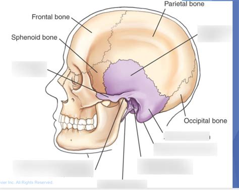 Lateral Temporal Bone Diagram Quizlet