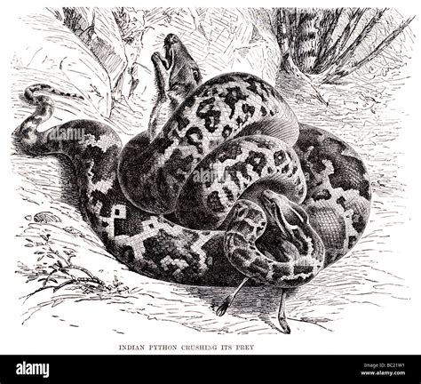 Indian Python Crushing Its Prey Constricted Stock Photo Alamy
