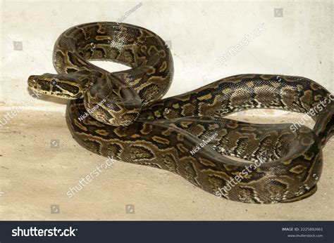 Snake Vestigial Legs Images Browse 11 Stock Photos Vectors Free
