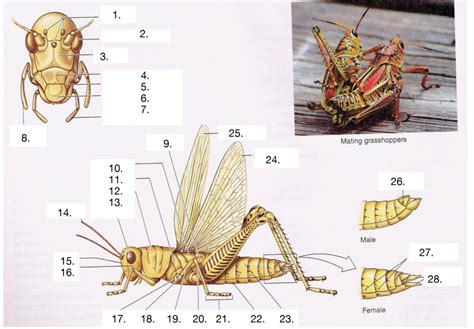 Grasshopper Diagram Part 4 Diagram Quizlet