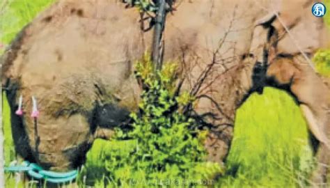 ‘அரிசி கொம்பன் மூணாறில் சிக்கியது Dinakaran