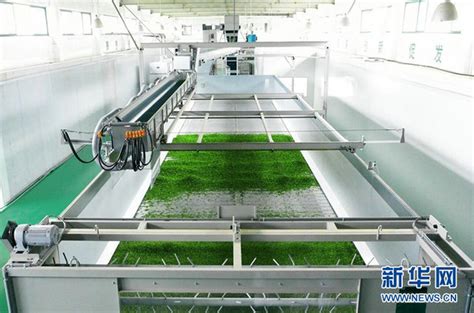 湖北夷陵茶叶无人工厂开工生产春茶