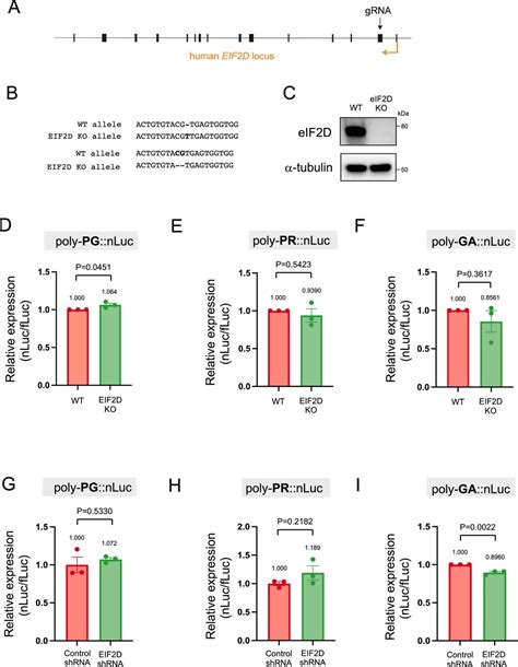 Translation Of Dipeptide Repeat Proteins In C9ORF72 ALS FTD Through