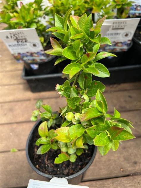 Blueberry ‘ Jelly Bean ‘ Neth Green Blueberry ‘ Jelly Bean ‘ Neth Green