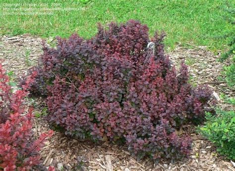 Plantfiles Pictures Berberis Japanese Barberry Concorde Berberis