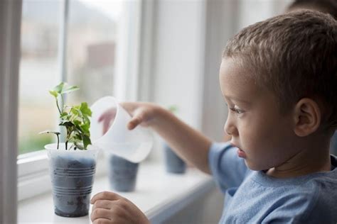How To Grow Catnip Azarius