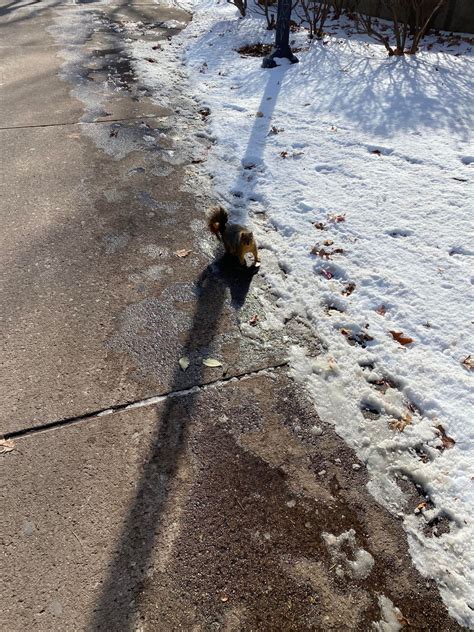 A Collection Of Some Of My Best Squirrel Pictures And Their Stories Enjoy R Uofm