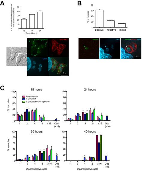 Δtgmorn1 Parasites Display Defects In Cytokinesis And Apicoplast