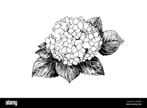 Hand Drawn Ink Sketch Hydrangea Flowers Vector Illustration In