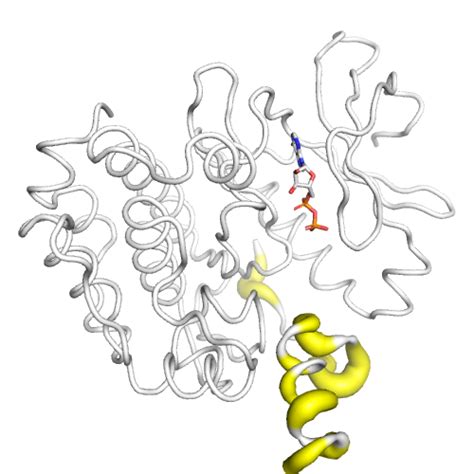 Mycn Gene Somatic Mutations In Cancer
