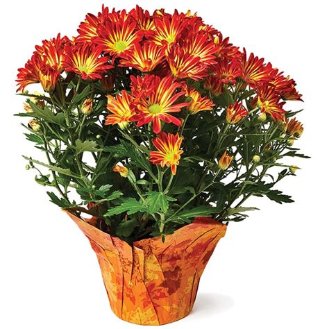 65 Pelee Mum Same Day Delivery Or Pickup Publix