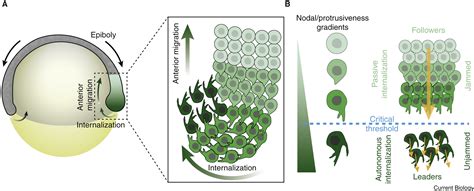 Gastrulation Nodal Signaling Controls Ordered Collective Cell Migration Current Biology