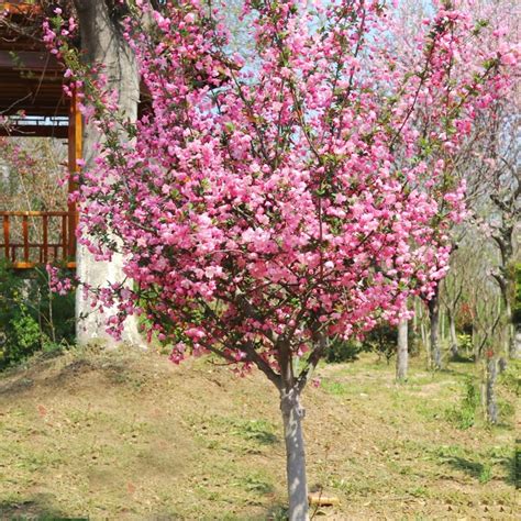 海棠花什么时候开花，什么颜色的海棠好看？