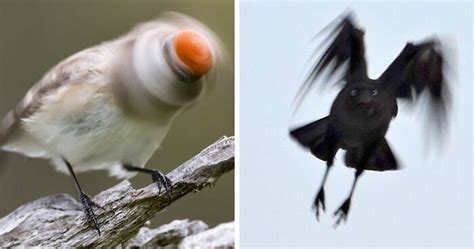 30 Times People Tried To Get Beautiful Bird Pics But It Went Horribly