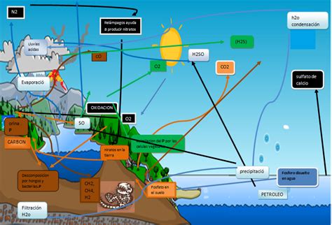 BiologÍa Ambiental Ciclos BiogeoquÍmicos