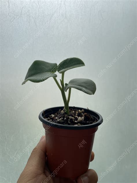 페페로미아 인카나 분양합니다 기타 생활용품 중고나라