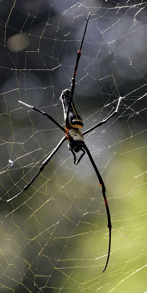 Spinne Netz Groß Kostenloses Foto Auf Pixabay Pixabay