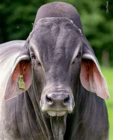 Brahma Bull Artofit