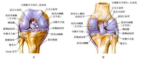 膝关节疼痛病因总结及其诊断思路 MedSci cn
