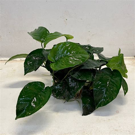Anubias Aquarium Plants Scapeshop Australia Au