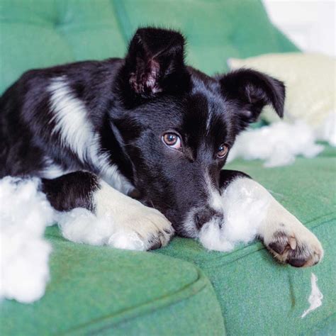 Dog Anxiety 101 Signs Causes And Treatment Bechewy